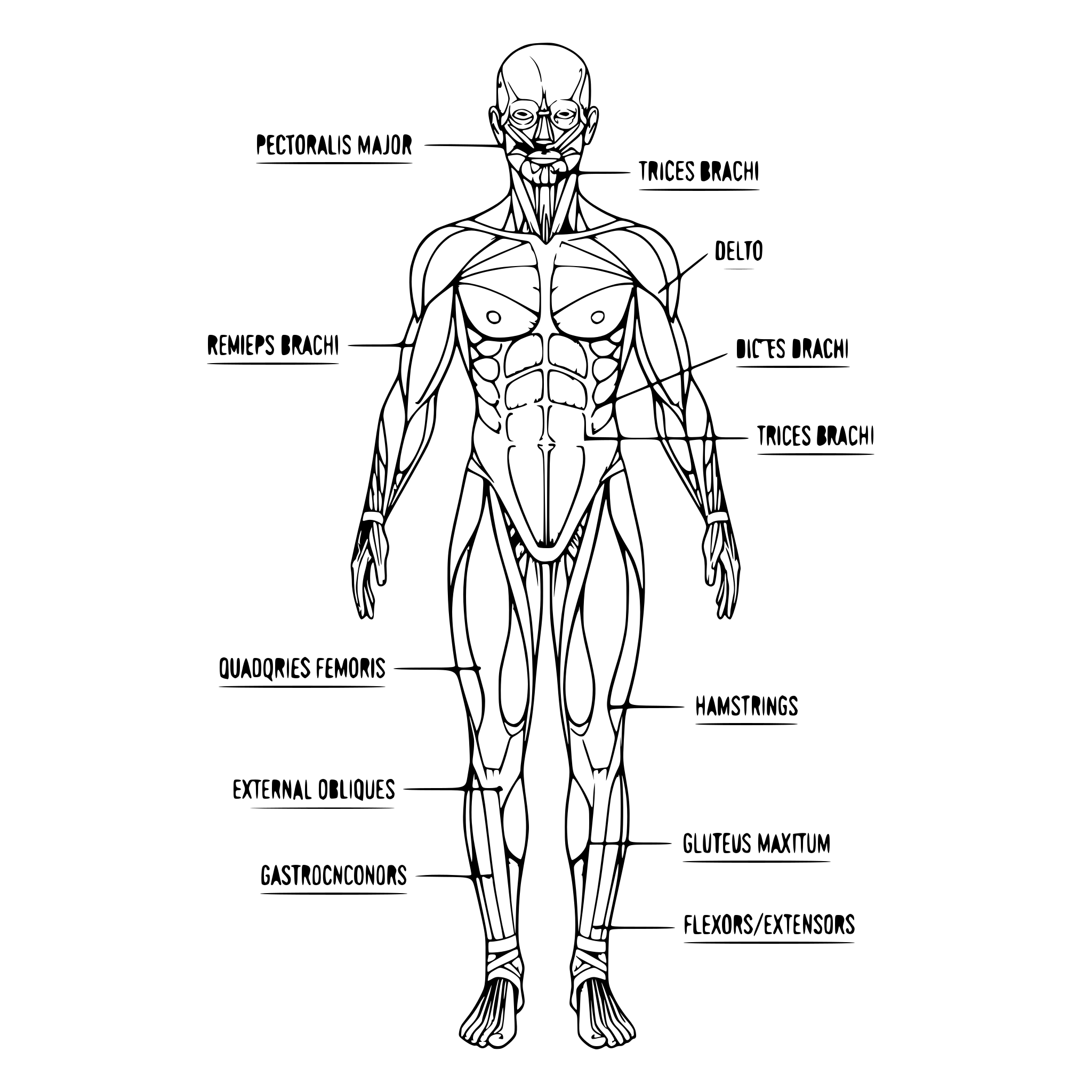 SVG Bundle for 'human muscular system with properly named IDs or ...